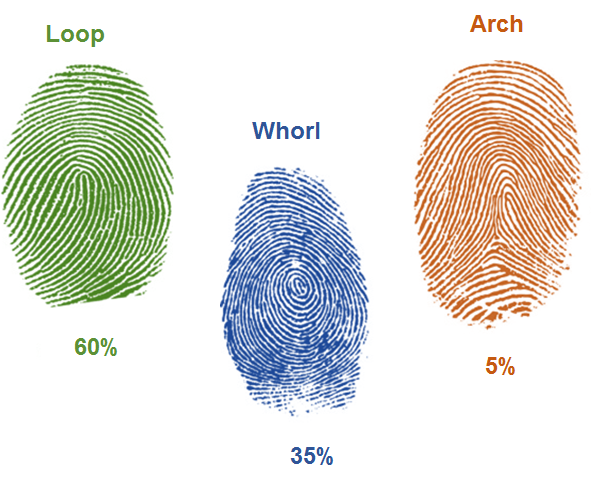 How Are Fingerprints Formed NC DNA Day Blog
