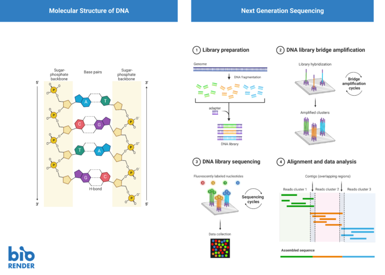Next Generation Sequencing – NC DNA Day Blog