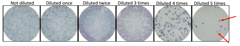 Focus Forming Assay – NC DNA Day Blog