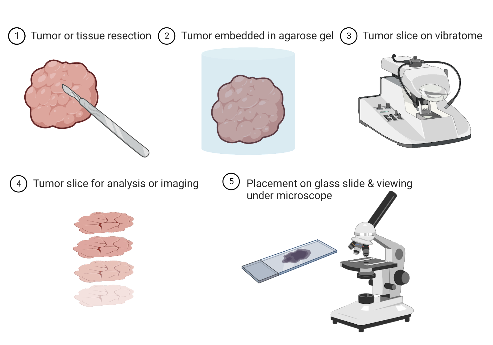 Histology – NC DNA Day Blog