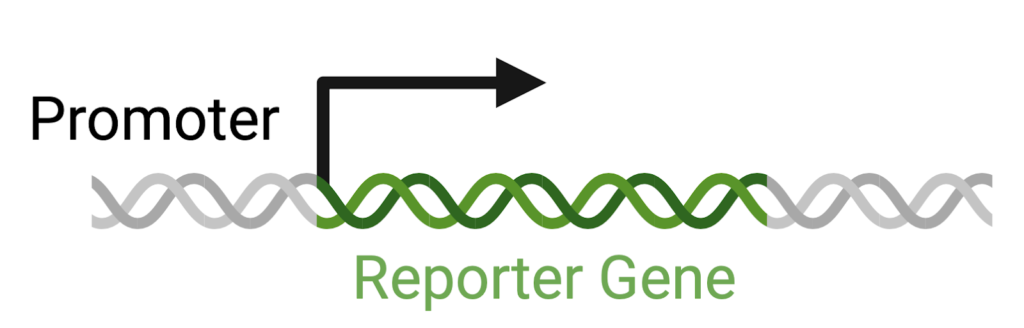 Fluorescent transcriptional reporters – NC DNA Day Blog