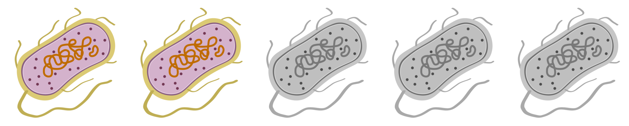Calculating colony forming units (CFUs) – NC DNA Day Blog