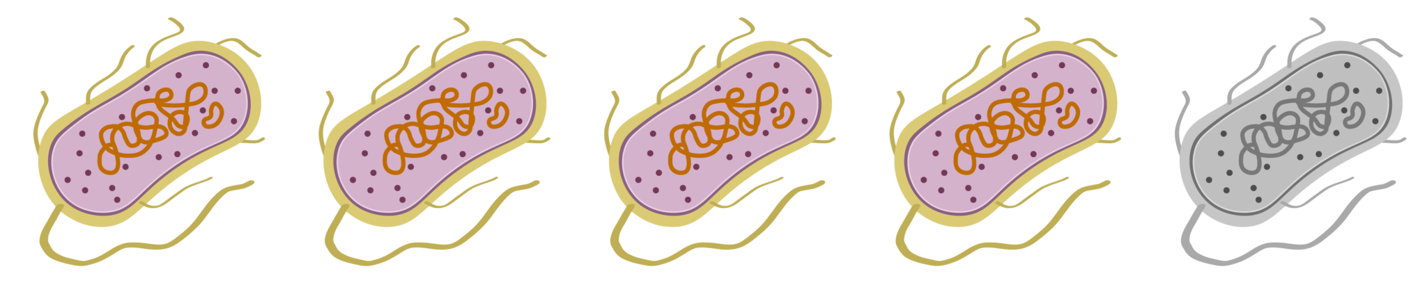 Calculating colony forming units (CFUs) – NC DNA Day Blog
