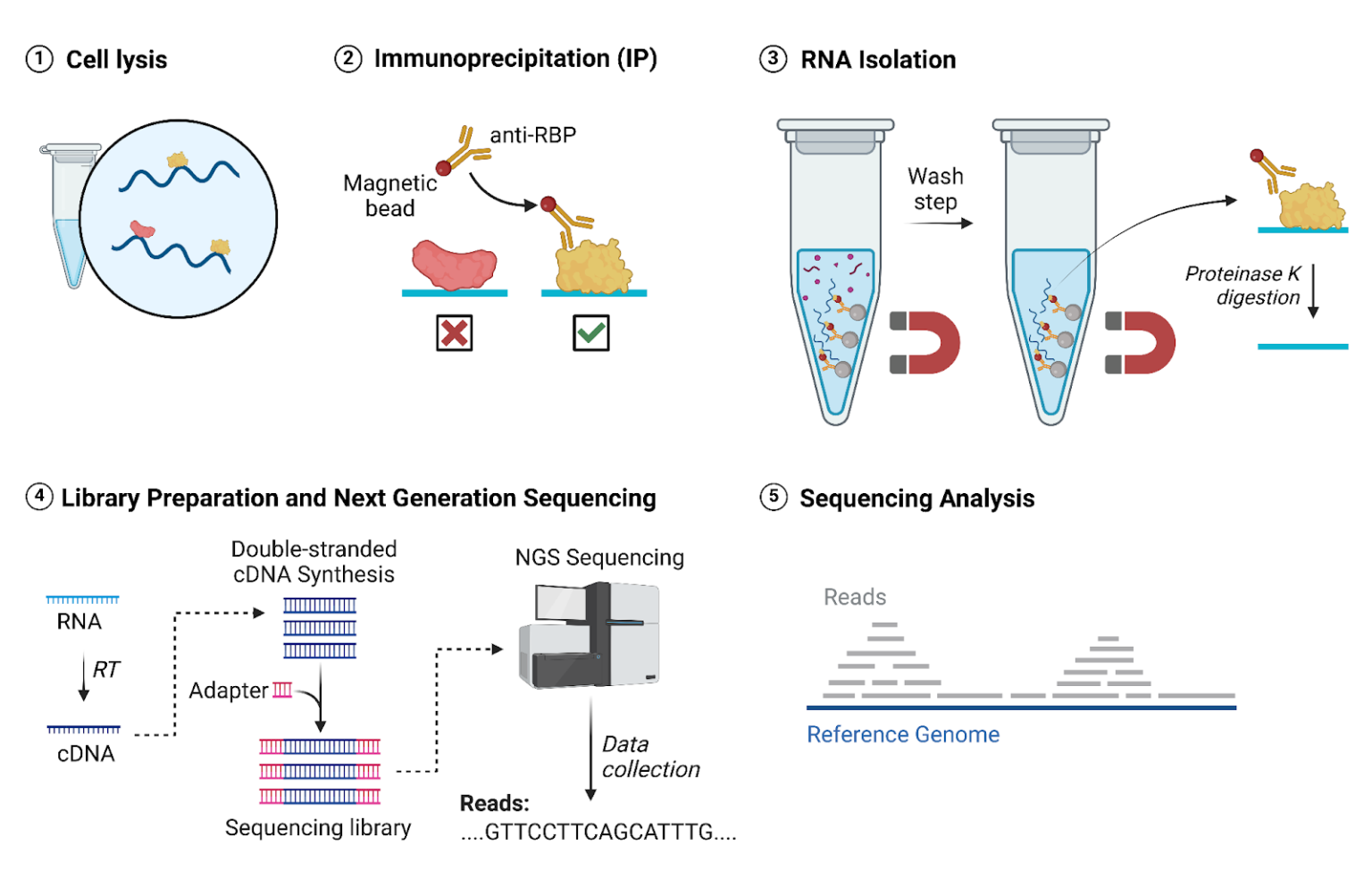 RNA Immunoprecipitation Sequencing (RIP-seq) – NC DNA Day Blog
