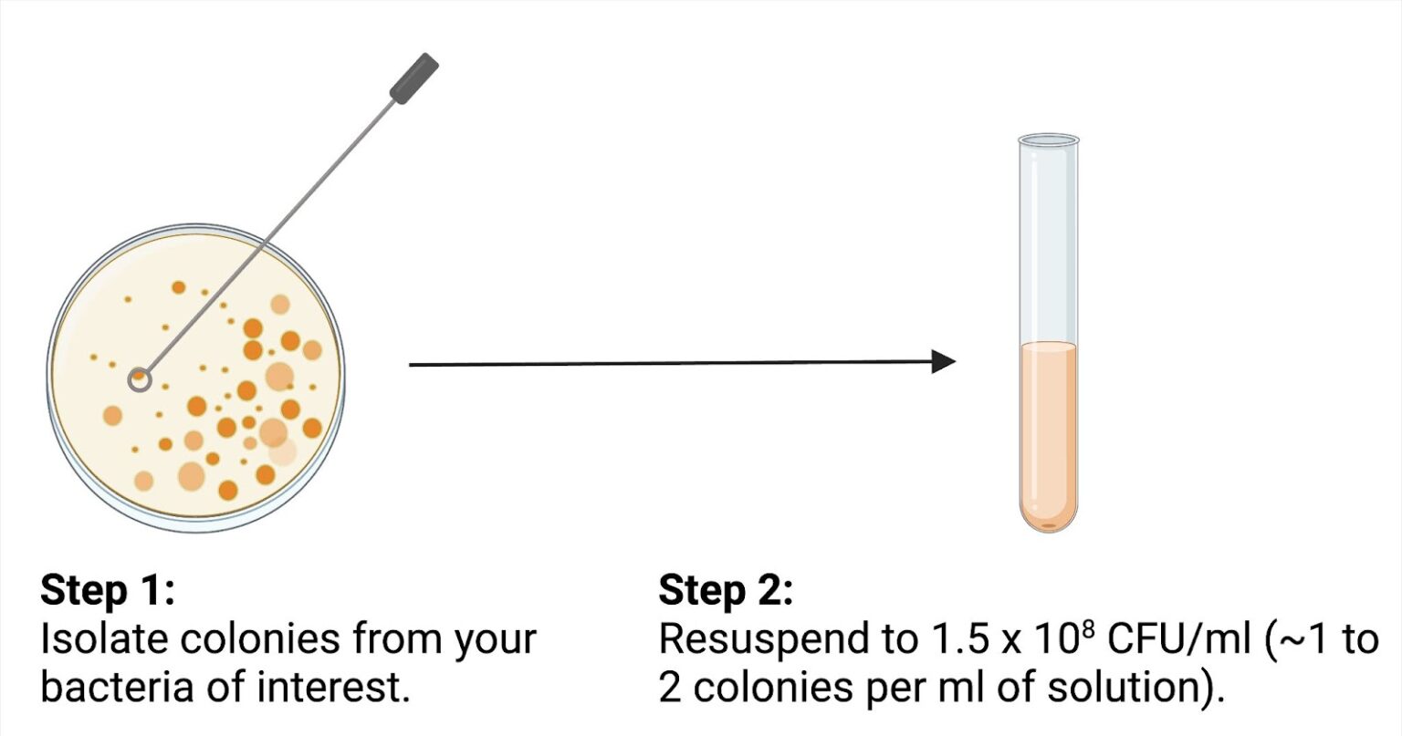 Antimicrobial Susceptibility Testing (Microdilution Technique) – NC DNA ...