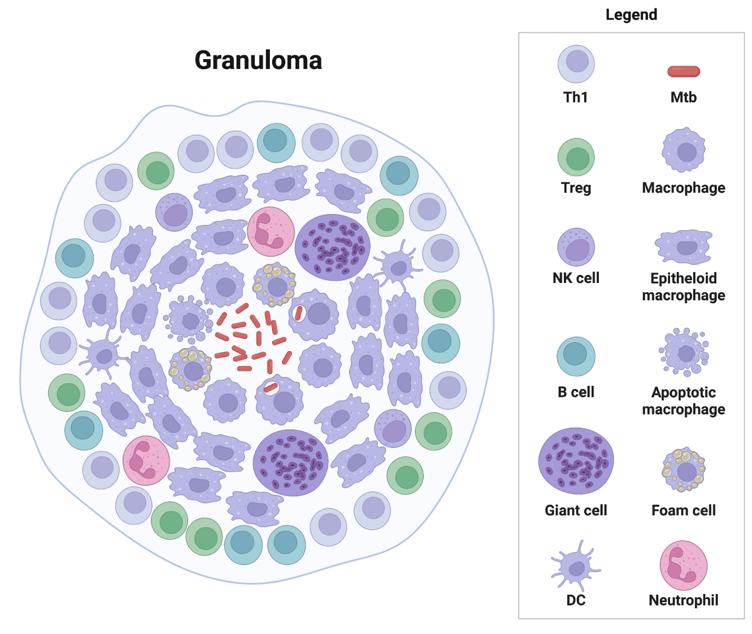How Mycobacterium tuberculosis Evades the Immune System—For Years – NC ...