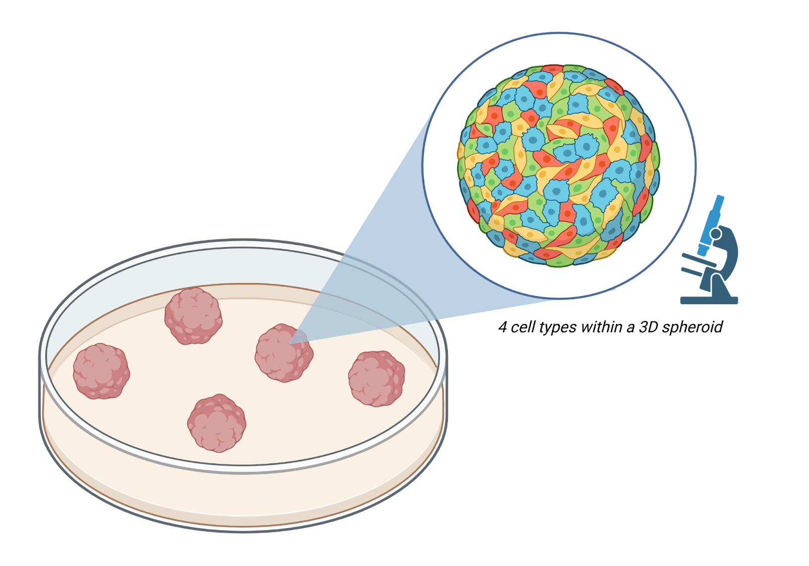 Organoid – NC DNA Day Blog