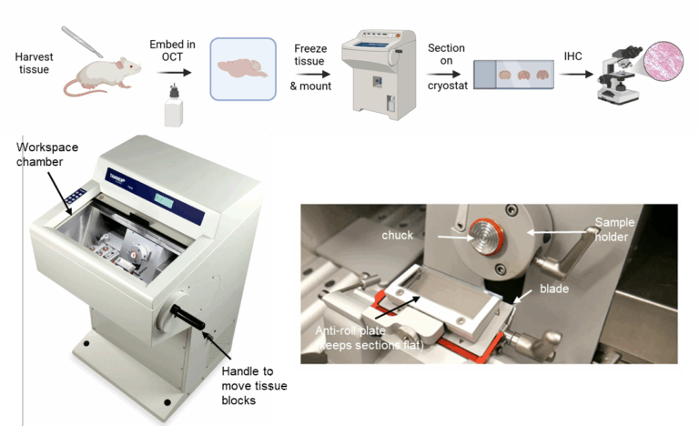 Cryosectioning – NC DNA Day Blog