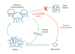 The path to immortality: lessons learned from the Turritopsis dohrnii ...
