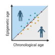 Age According to Biology: All About Epigenetic Aging Clocks – NC DNA ...