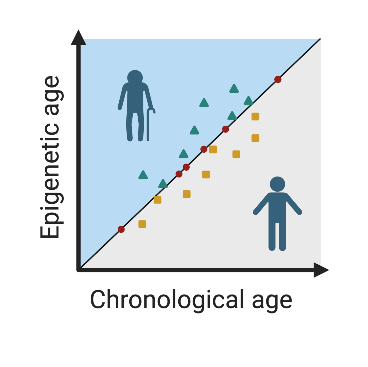 Age According to Biology: All About Epigenetic Aging Clocks – NC DNA ...