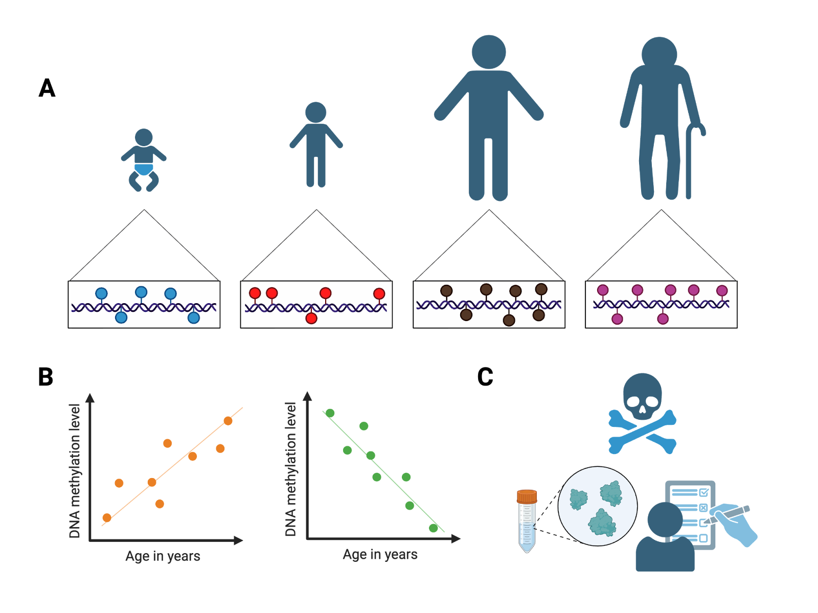 Age According to Biology: All About Epigenetic Aging Clocks – NC DNA ...