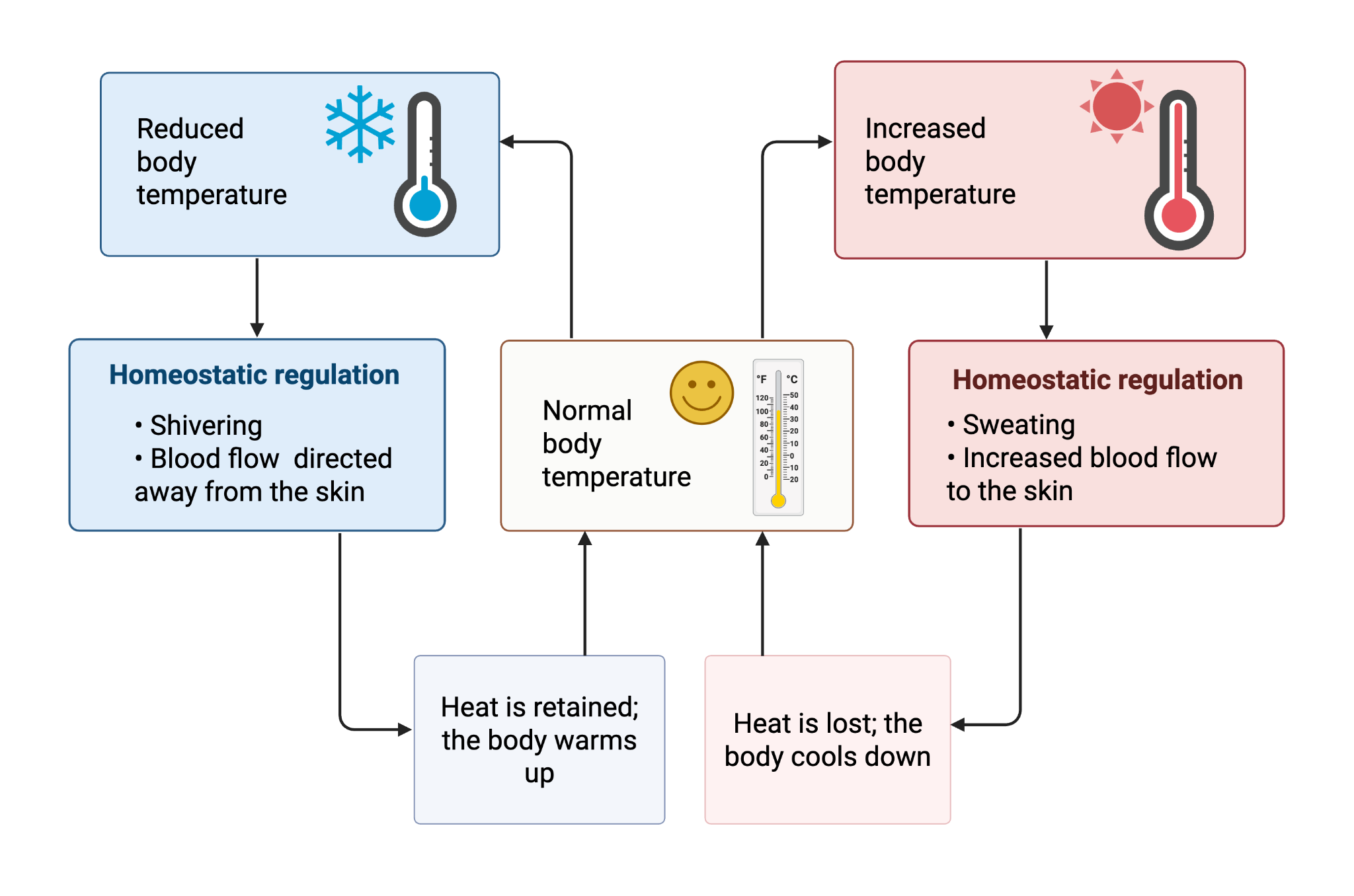 Homeostasis – NC DNA Day Blog